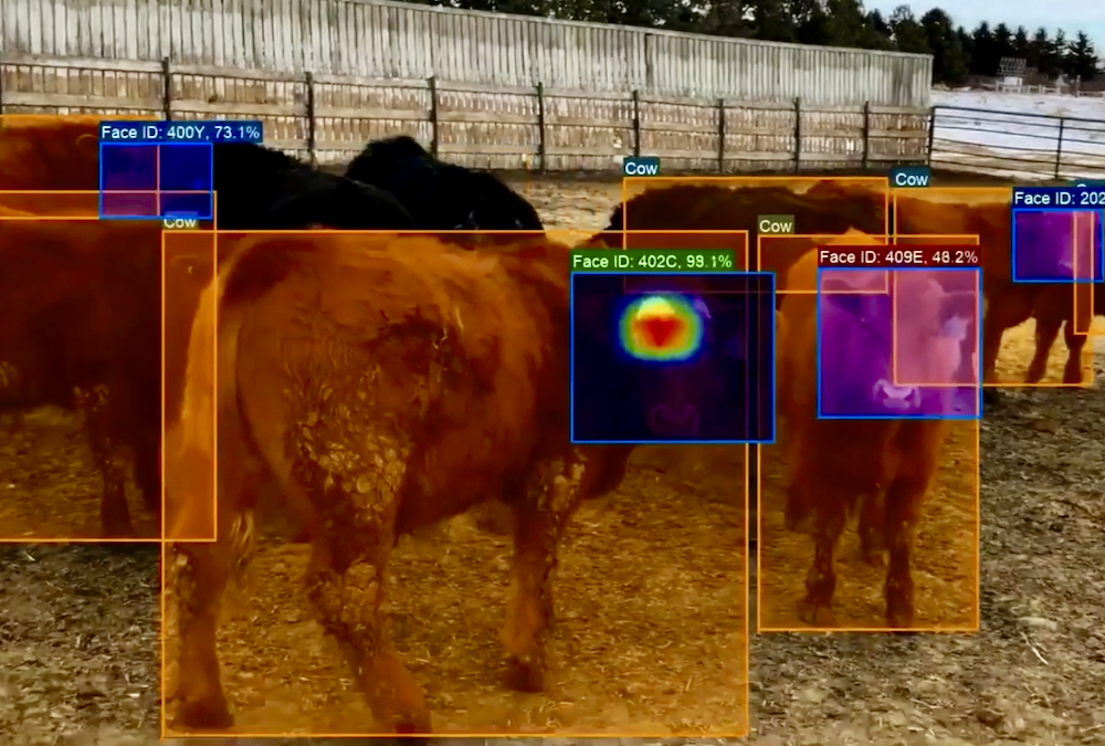 Artificial Intelligence At The Heart Of Cattle Id System Canadian Cattlemen